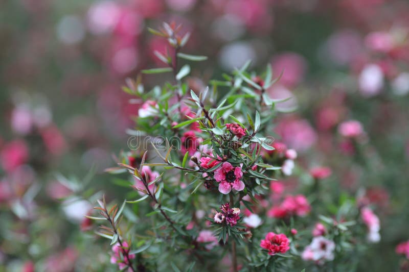 The Manuka Beautiful White Pink Flower Blooming Stock Photo - Image of ...