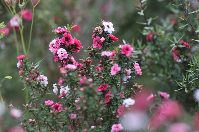 The Manuka Beautiful White Pink Flower Blooming Stock Image - Image of ...