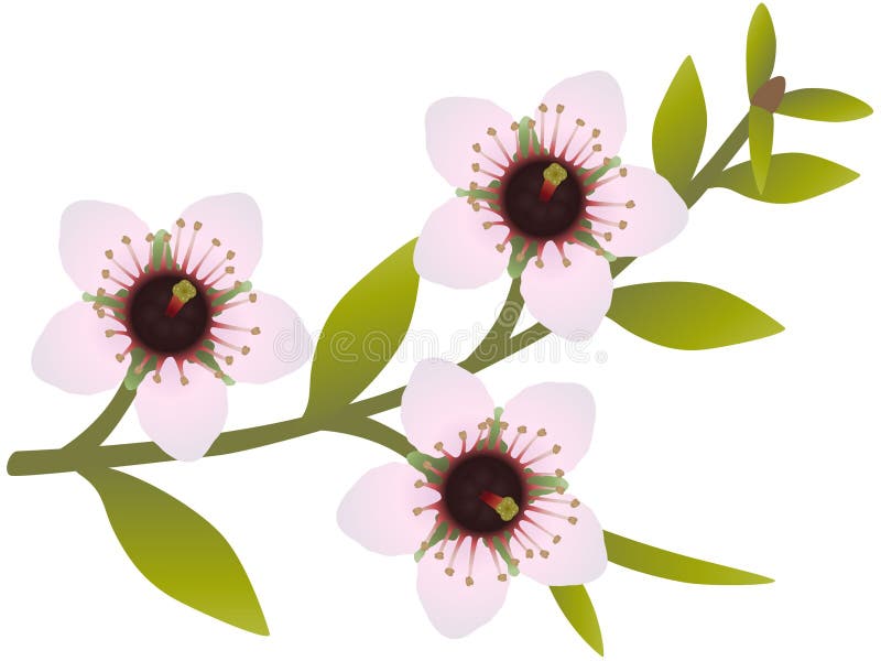 Manuka Branch with Flowers and Leaves Isolated on White Background ...