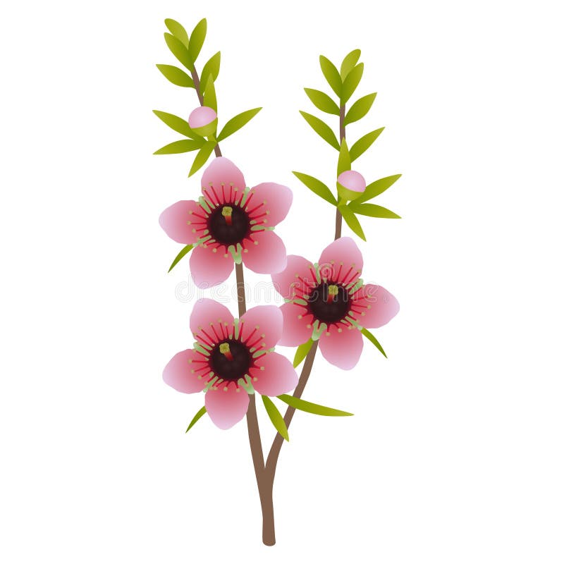 Manuka Branch with Flowers and Leaves on a White Background. Stock ...