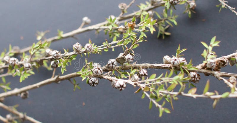 224 Manuka Branch Stock Photos - Free & Royalty-Free Stock Photos from ...