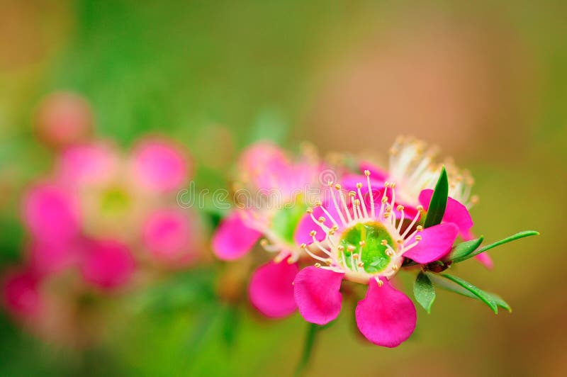 Manuka Myrtle(leptospermum Scoparium) Stock Photo - Image of scoparium ...