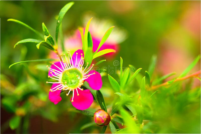 Manuka Myrtle(leptospermum Scoparium) Stock Photo - Image of scoparium ...