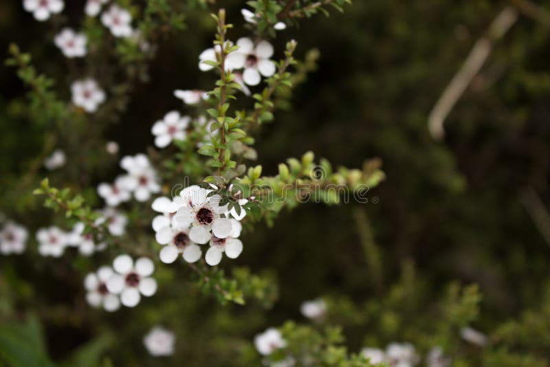 Manuka flowers close up stock image. Image of maori, flower - 90160593