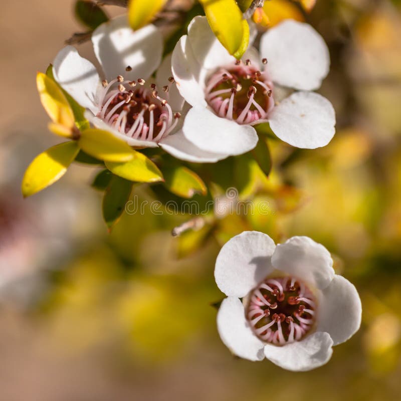 Pink Manuka Flowers Grown In New Zealand Stock Photo - Image of flower ...