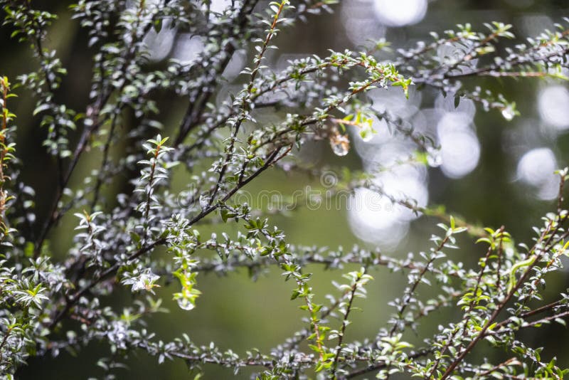 Manuka in Morning with Moisture Droplets Stock Photo - Image of nature ...