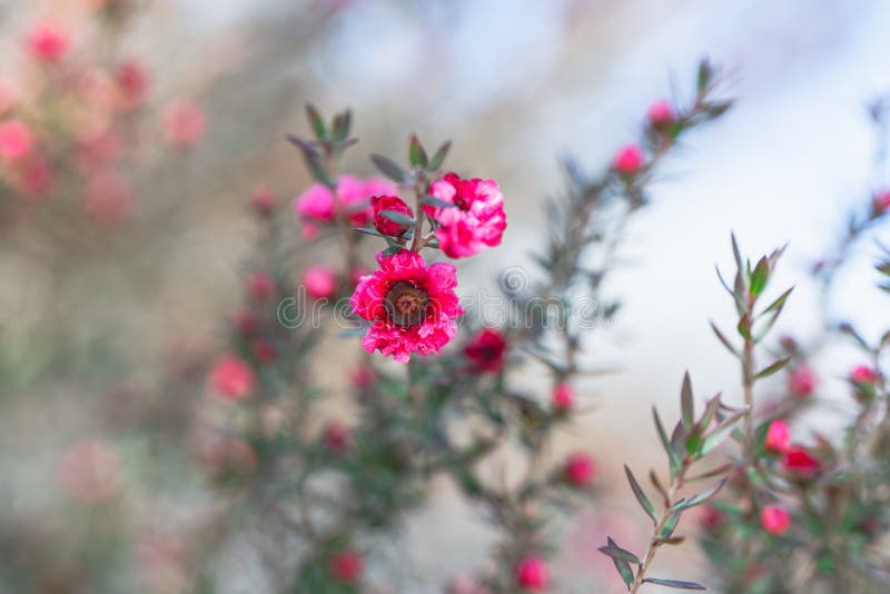 Beautiful Small Pink Flowers of Manuka Tree Stock Image - Image of ...