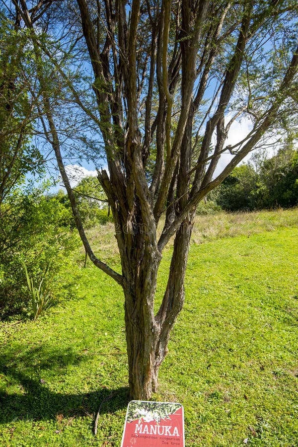 Manuka Tea Tree stock photo. Image of bloom, growing - 319640008