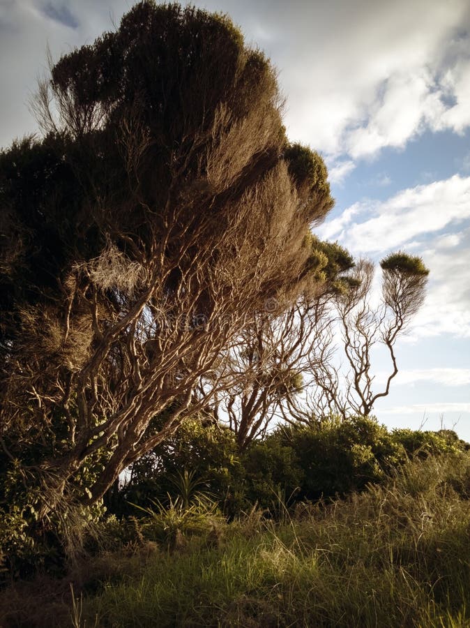 Manuka Tree with Bare Branches Stock Image - Image of auckland ...