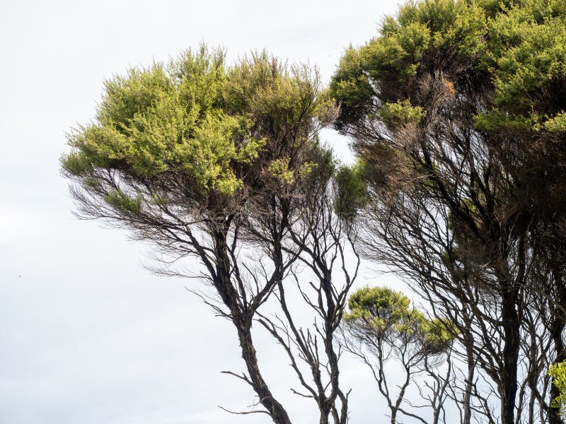 191 Manuka Branch Photos - Free & Royalty-Free Stock Photos from Dreamstime