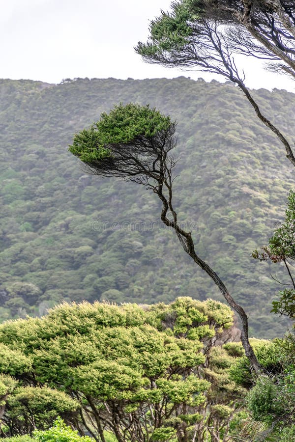 Manuka tree stock image. Image of outdoor, green, landscape - 186836173