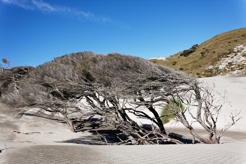 Manuka Tree, New Zealand`s West Coast Stock Photo - Image of bent ...