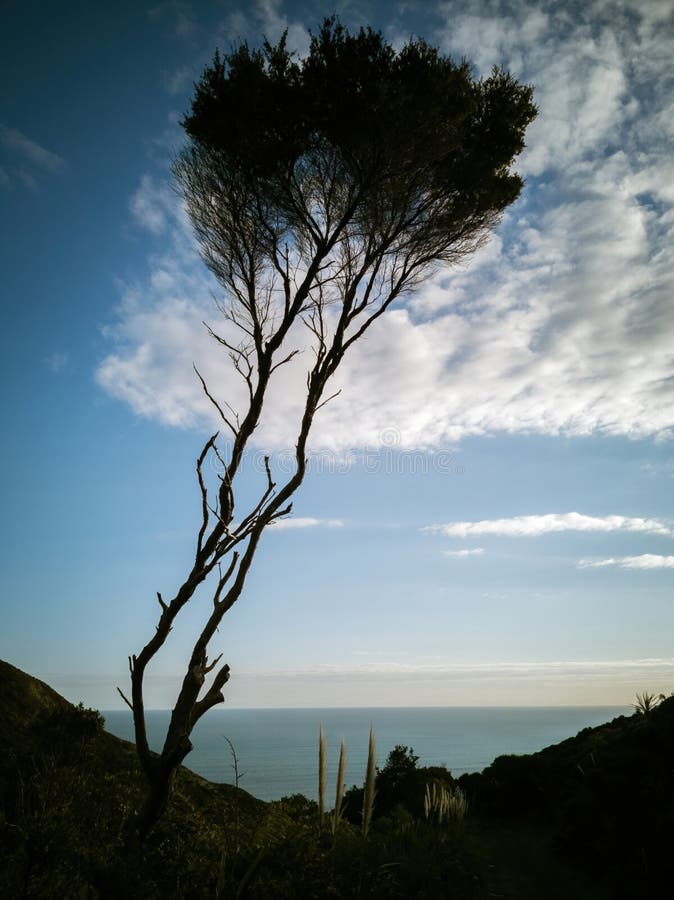 Manuka Trees on Coastal Hill Side Stock Photo - Image of branches ...