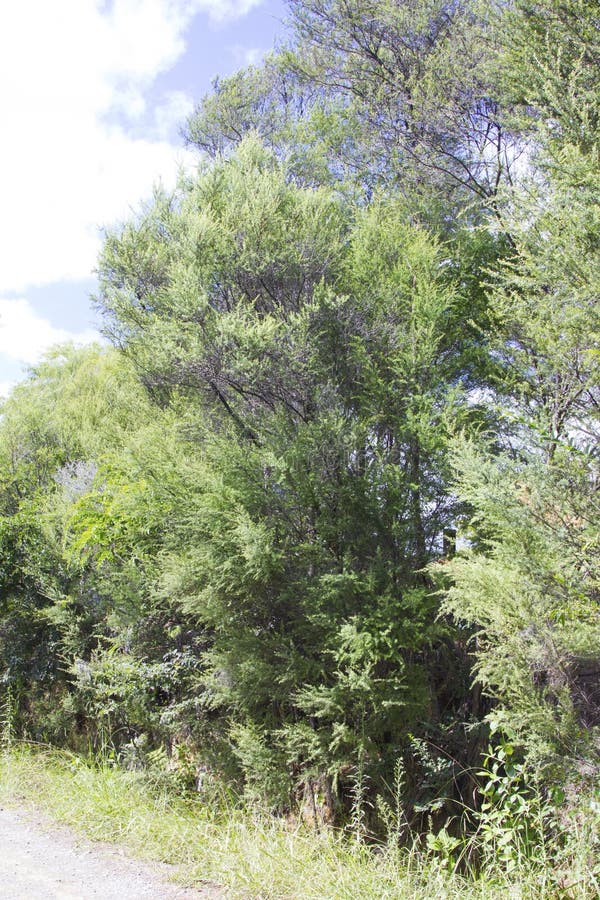 Manuka trees stock image. Image of healthy, bloom, bright - 97351051