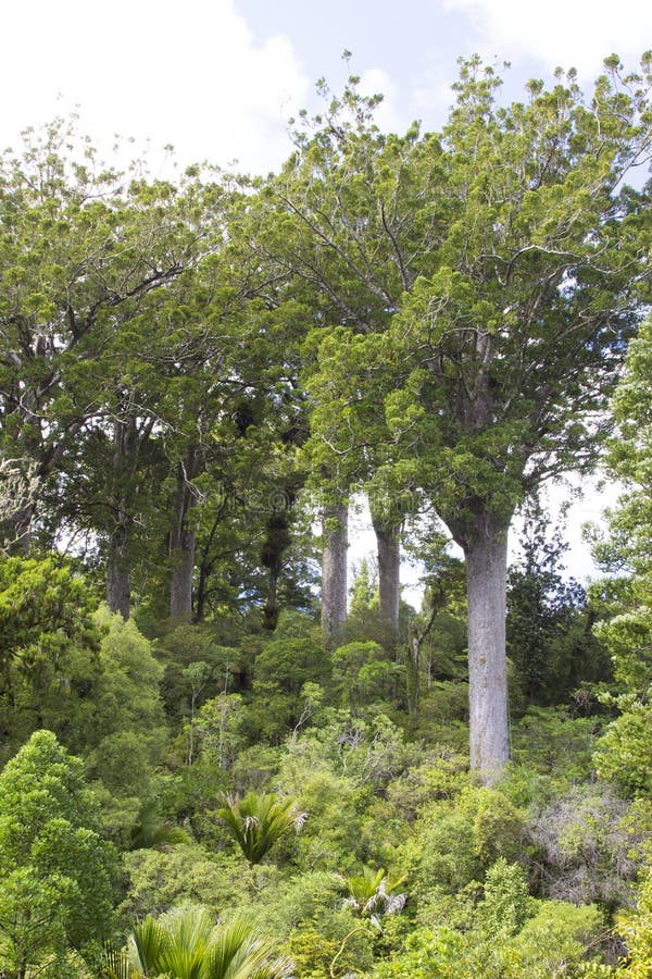 Manuka trees stock photo. Image of branch, bush, bright - 97351878