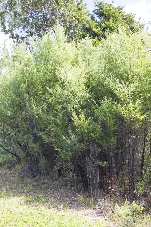 Manuka trees stock image. Image of flowers, growth, food - 97351881