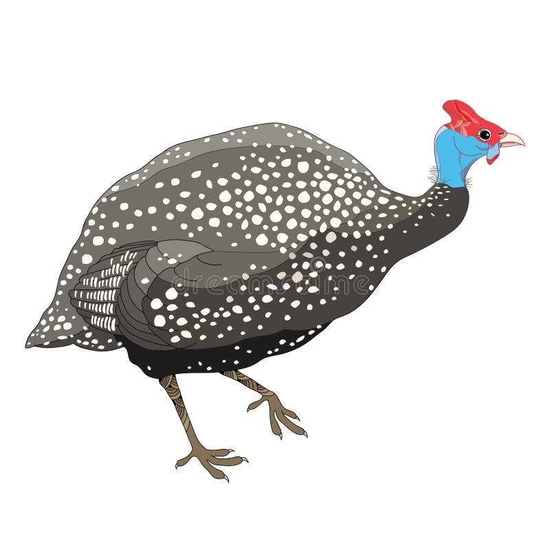 Vector Drawing of Outline Guinea Fowl Isolated on White Background ...