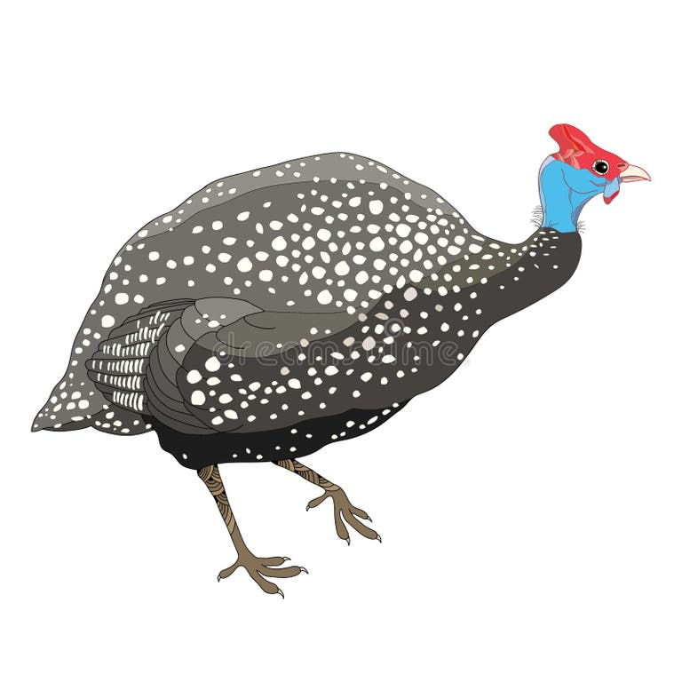 Guinea Fowl Drawing Stock Illustrations – 218 Guinea Fowl Drawing Stock ...