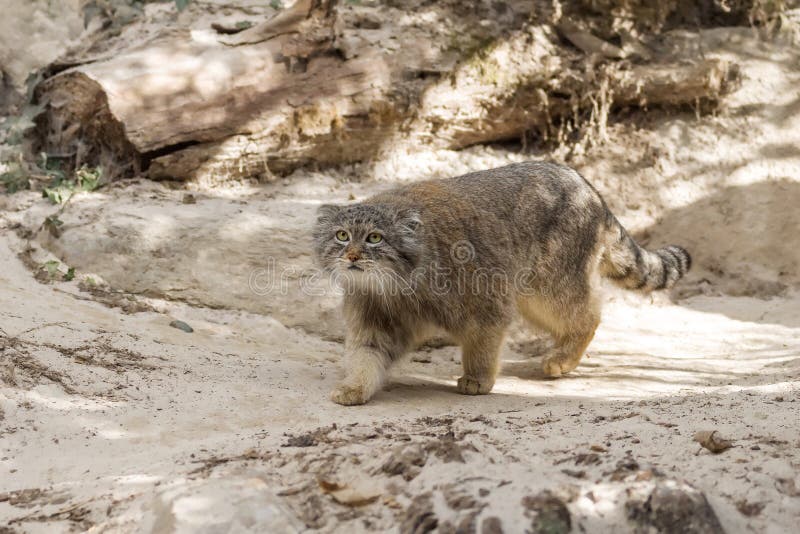 Manul stock foto. Image of wild, nave, berg, soorten - 39702110