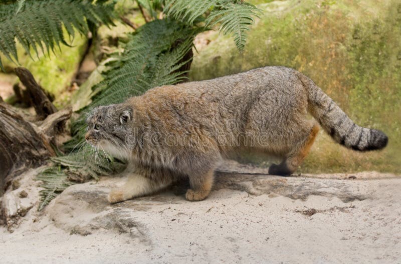 Manul stock foto. Image of berg, zoogdier, dier, onbetrouwbaar - 39702126