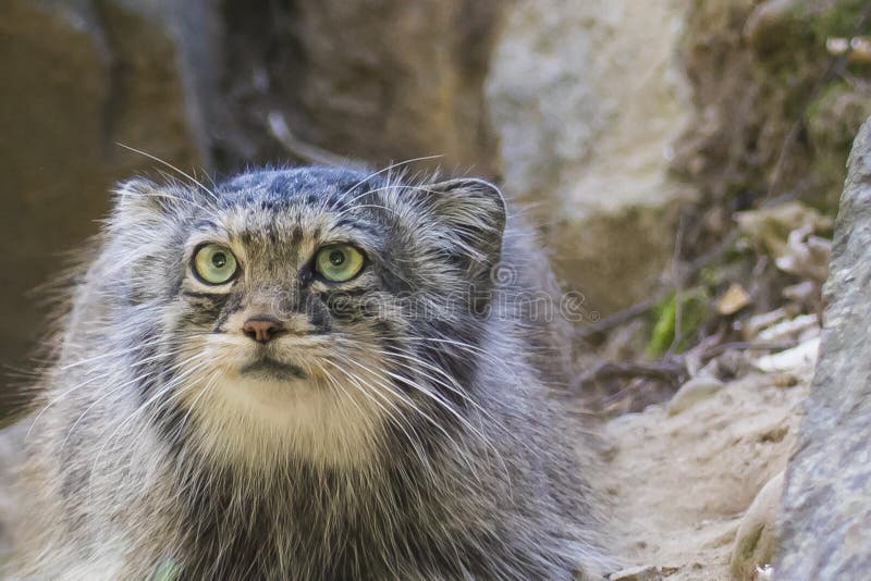 Manul cat portrait stock photo. Image of biodiversity - 142946644