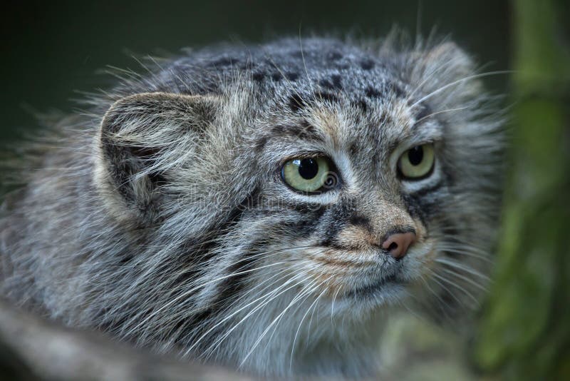 Le Chat De Pallas (manul D'Otocolobus) Image stock - Image du nature ...