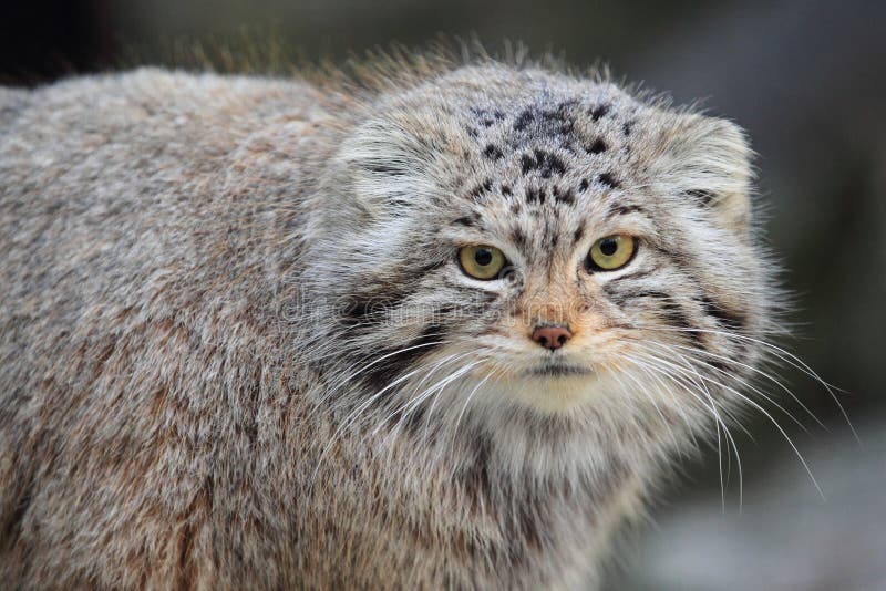 Manul detail stock photo. Image of gazing, manul, couple - 28410906