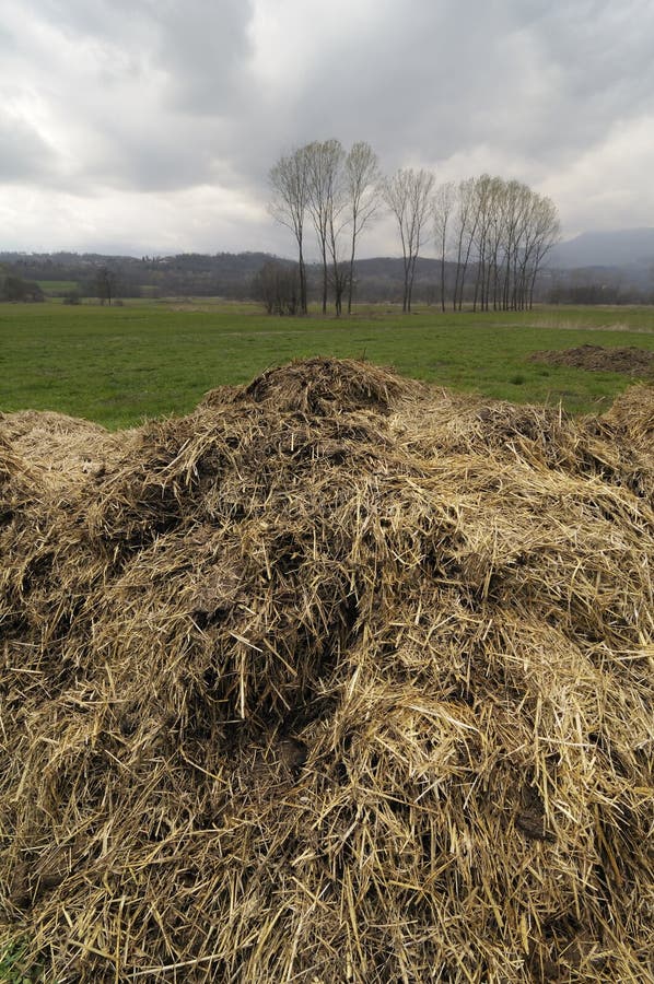 Manure stock image. Image of plowed, farmer, fertilized - 19142953