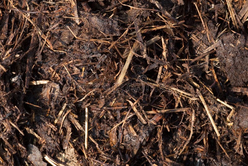 Lady at swimming pool stock photo. Image of natatorium - 8964446