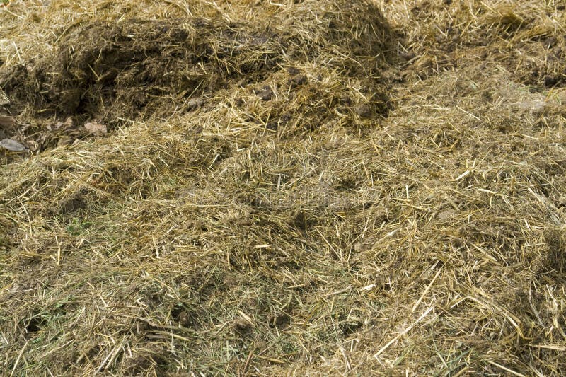 Manure detail stock photo. Image of waste, straw, decay - 34998144