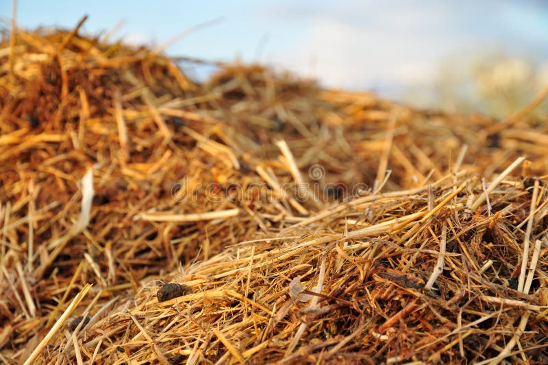 Manure stock photo. Image of garden, straw, organic, dung - 90890752