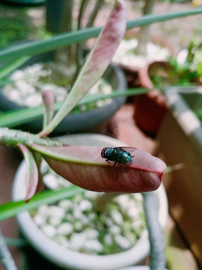 Manure Flies Perch on the Leaves Stock Photo - Image of tree, animal ...