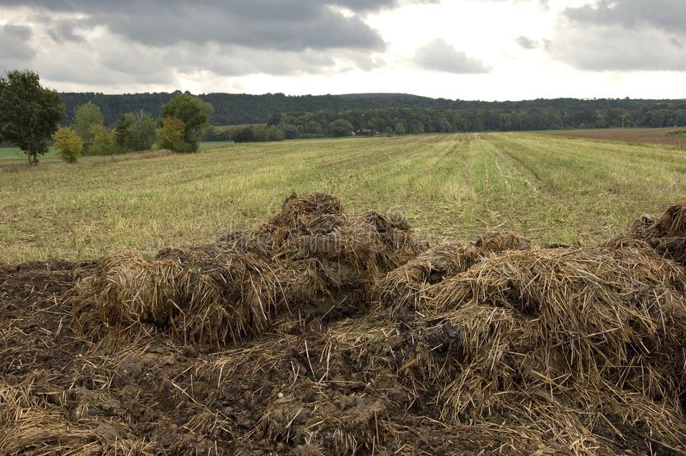 Manure heap stock image. Image of harvest, covered, heap - 1597971
