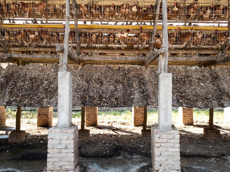 Manure Management in Open Side Layer Chicken House Stock Image - Image ...