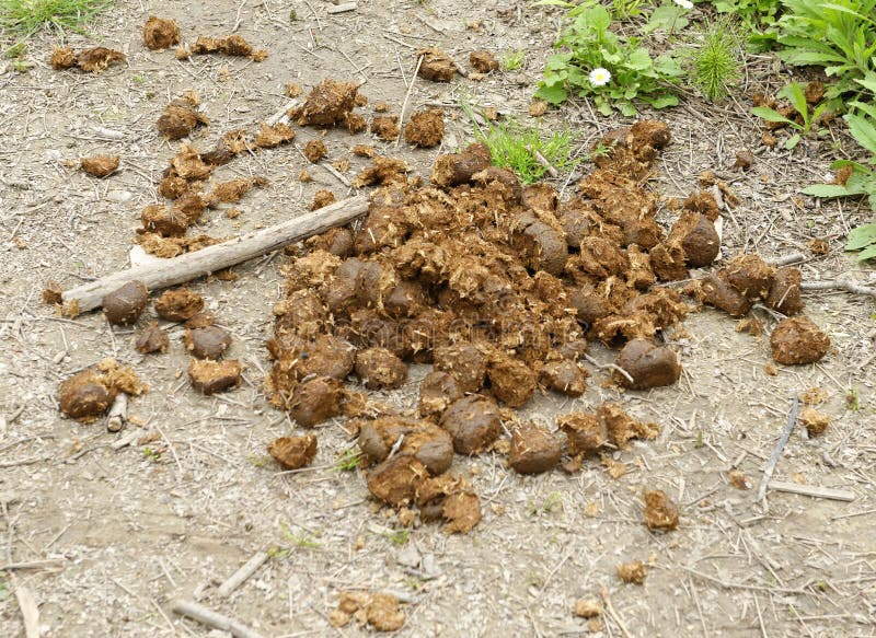 Manure stock image. Image of smell, unpleasant, land - 53440619