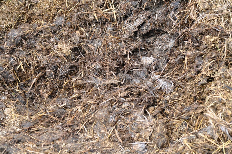 Manure mixed with hay stock photo. Image of compost, fertilize - 34163218