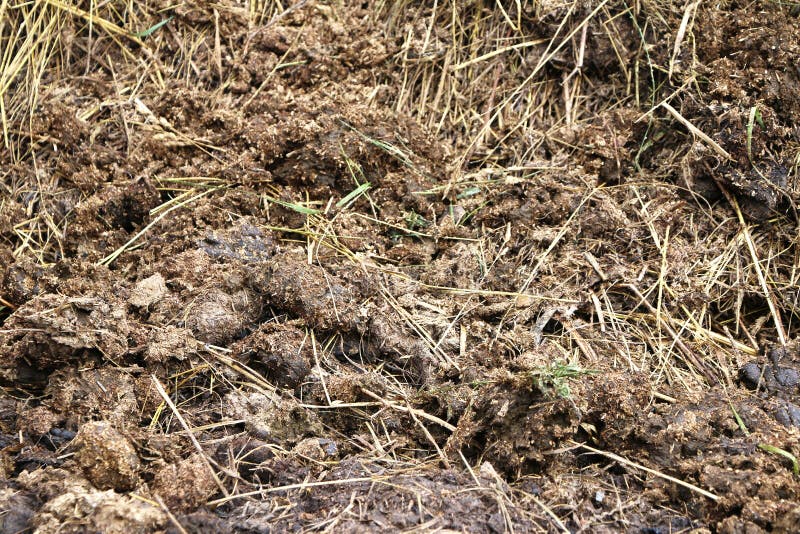 Manure mixed hay straw stock photo. Image of grow, horse - 95626142