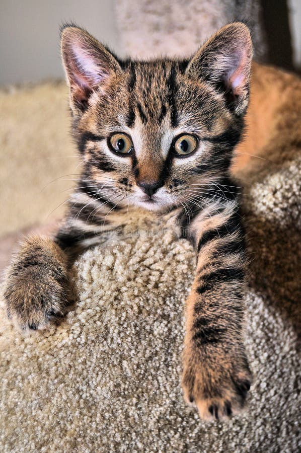 Manx Cat Breed stock image. Image of manx, male, yellow - 465199