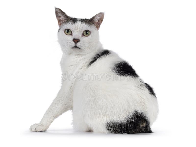 Black And White Manx Cat