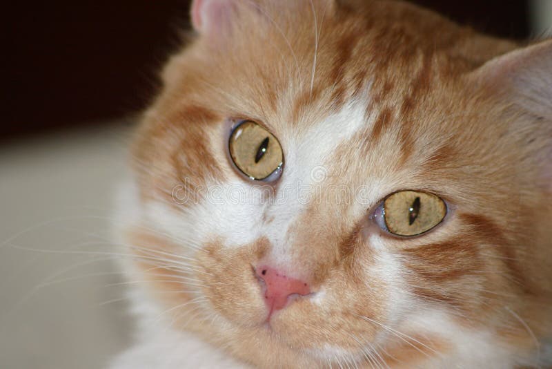 Manx Cat Breed stock image. Image of manx, male, yellow - 465199