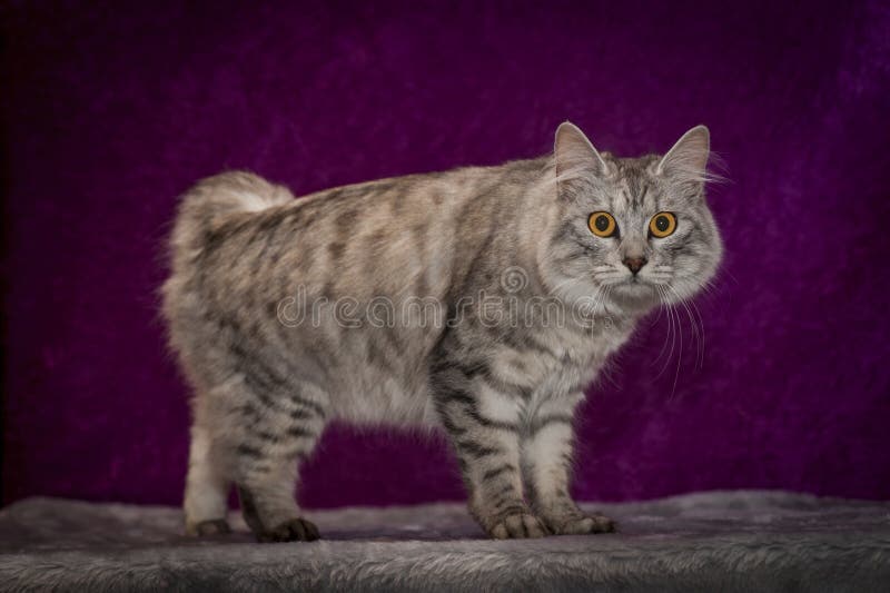 Kot manx obraz stock. Obraz złożonej z koty, patrzeje - 99563373