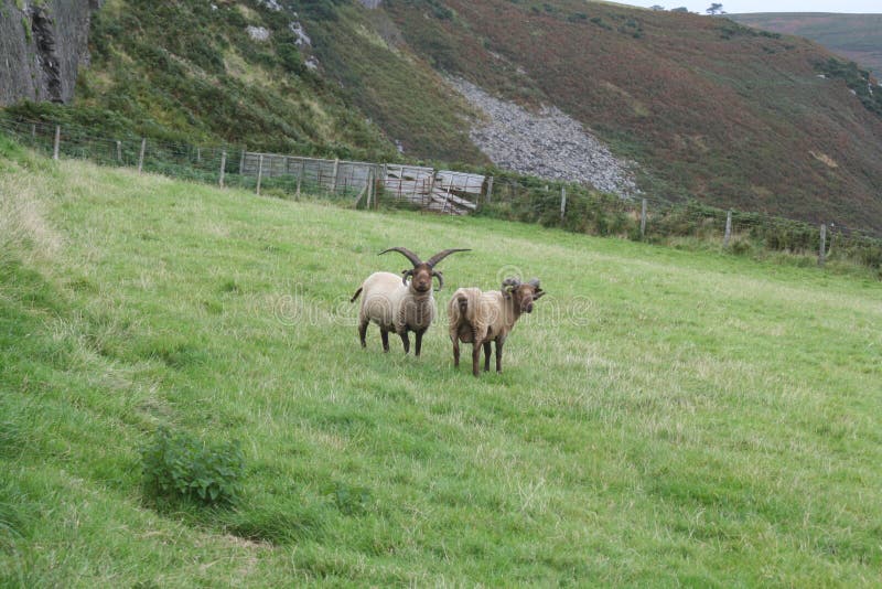 Manx Loaghtan sheep stock photo. Image of native, breed - 55041464