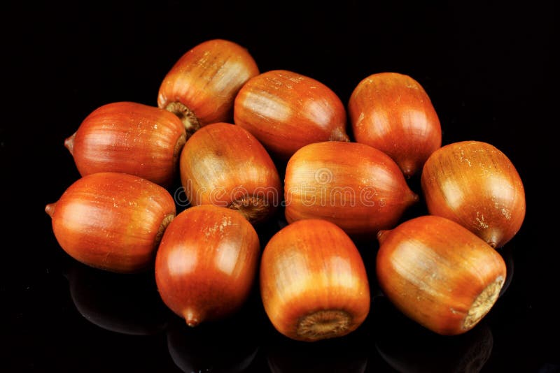 Many Acorns on Black Background Stock Image - Image of yellow, season ...
