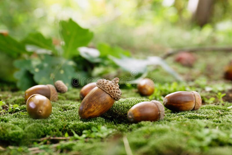 Many Acorns on Green Moss in Forest, Space for Text Stock Photo - Image ...