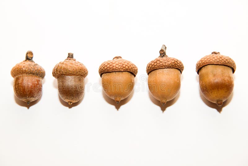 Many Acorns with Hats on Over White Stock Photo - Image of curfew ...