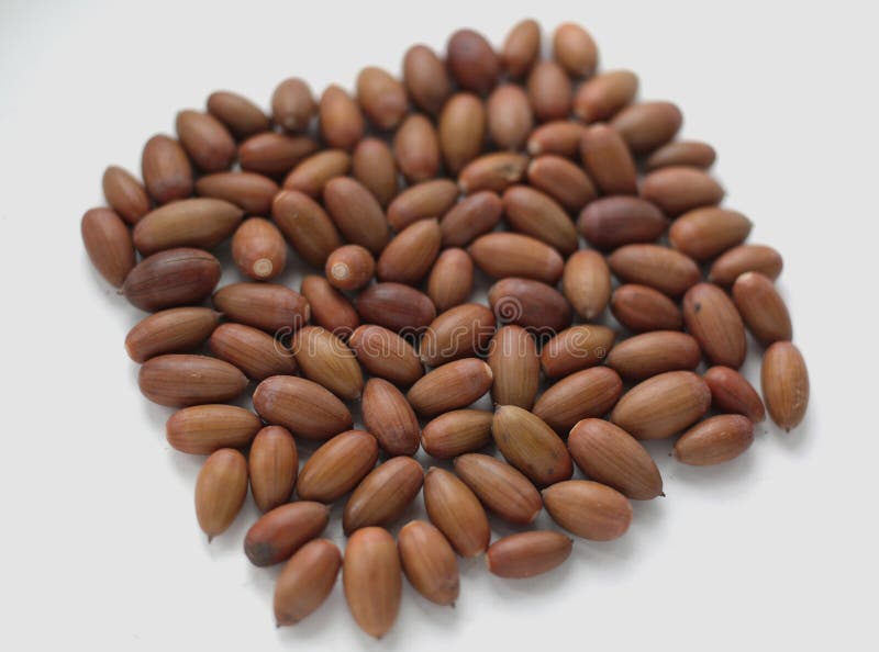 Many Acorns Oak Close-up on White Background, Top View Stock Image ...
