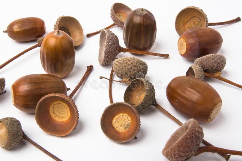 Many acorns and shells stock image. Image of autumn, decoration - 34525733