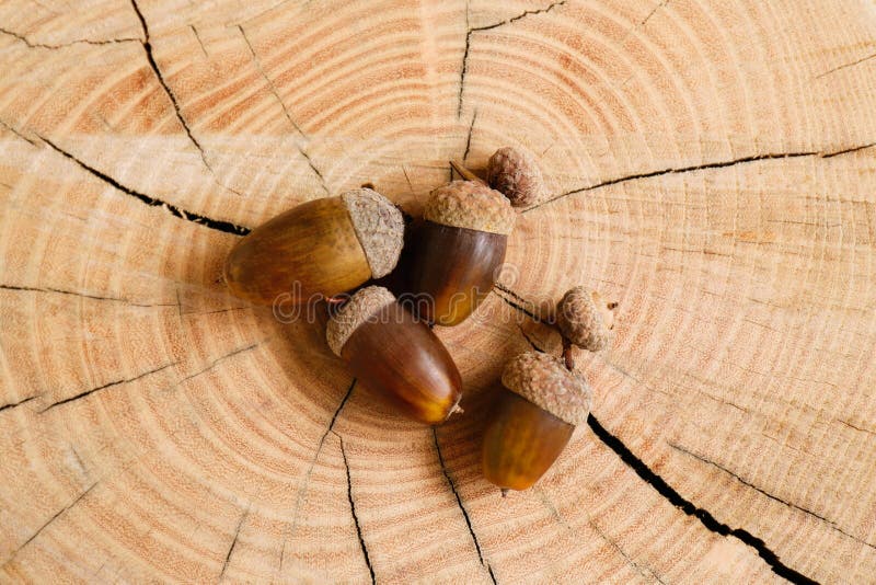 Many Acorns on Tree Stump, Top View Stock Image - Image of pile, edible ...