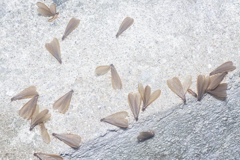 Many Alates Termite Winged Insects. Stock Photo - Image of ground ...