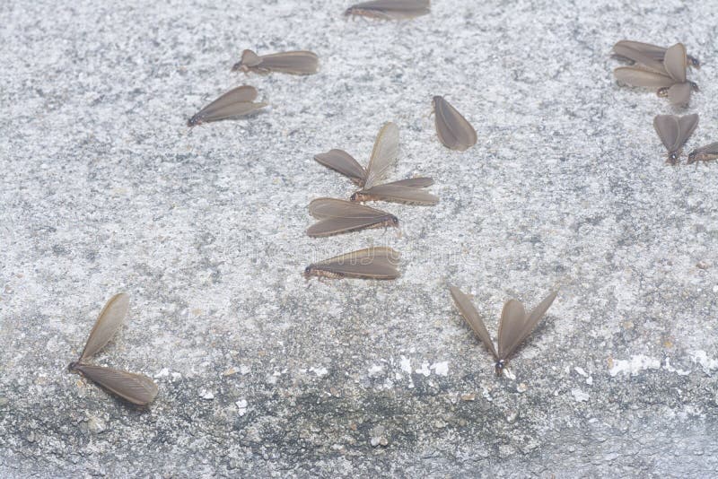 Many Alates Termite Winged Insects. Stock Image - Image of colony ...